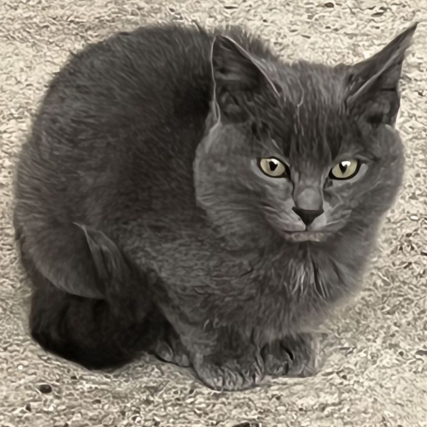 Котёнок в добрые руки