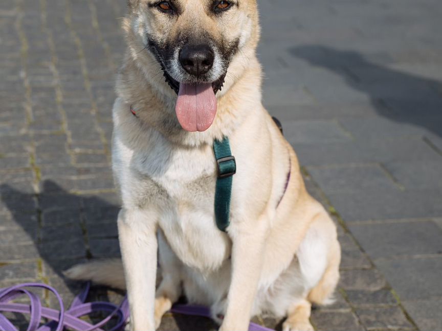 Овчар из приюта Джек ищет дом