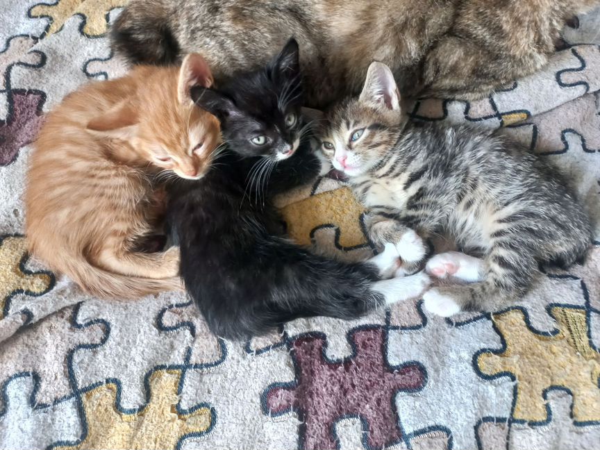 Котята в добрые руки