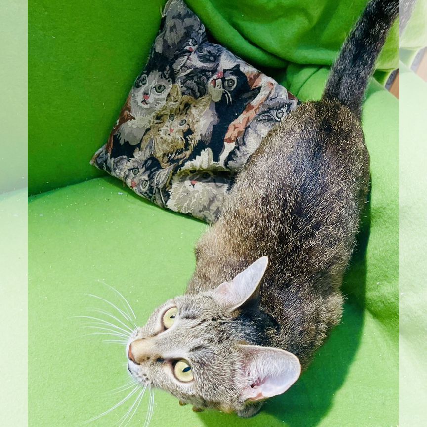 Взрослая, кошка в добрые руки