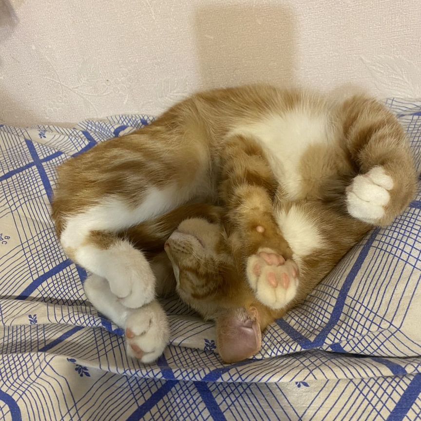 Отдам котика