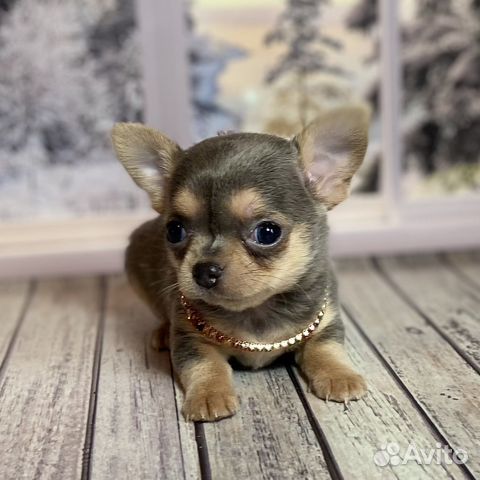 Чихуахуа, mini девочка (мини)