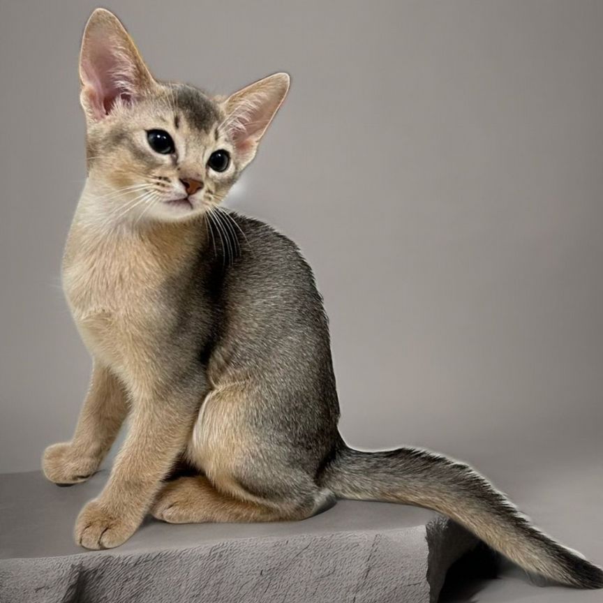 Абиссинский котёнок