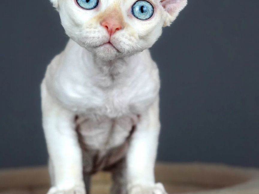 Девон рэкс котенок