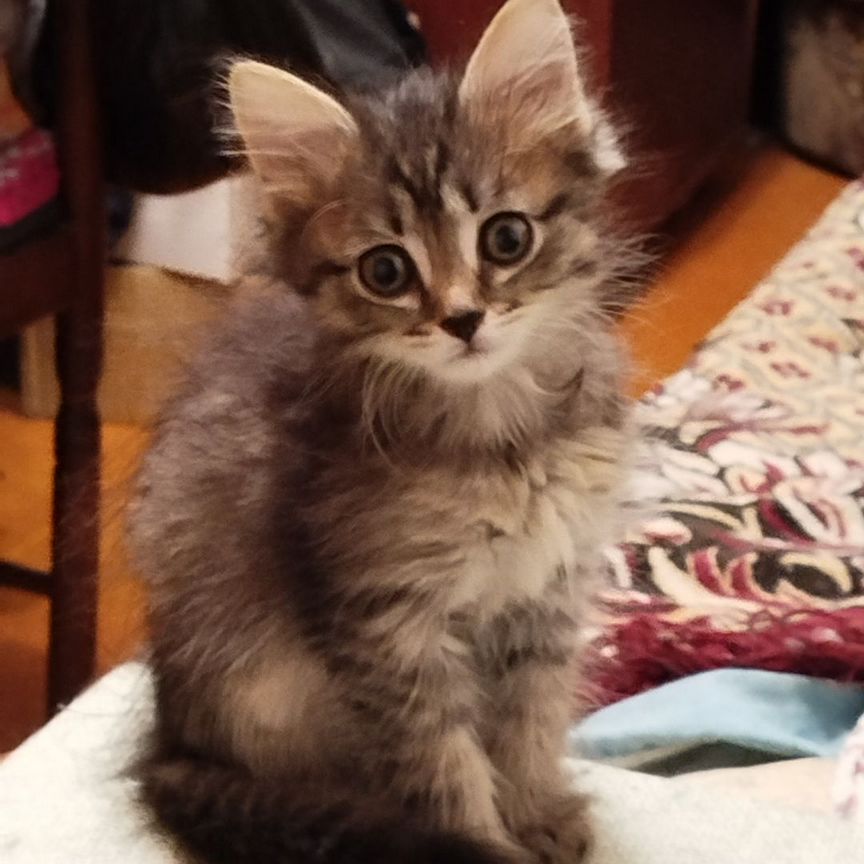 Котёнок в добрые руки