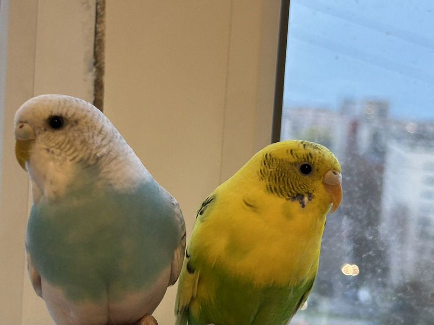 Волнистый попугай самка желтая с клеткой