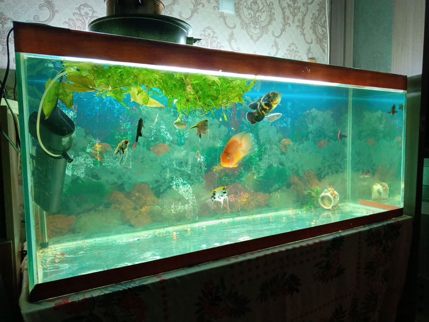 Аквариум