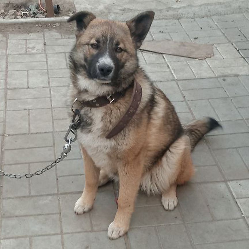 Отдам бесплатно в добрые руки собаку с будкой