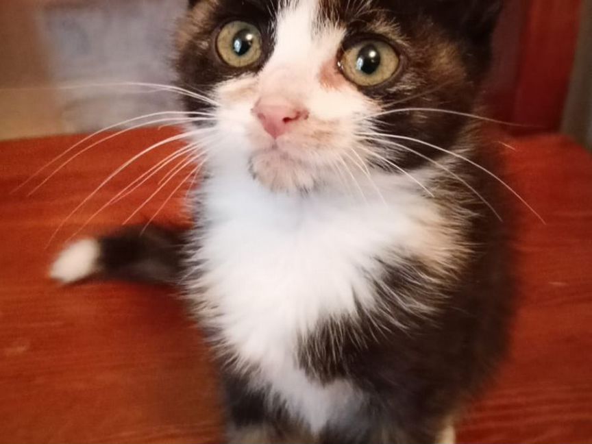 Котёнок