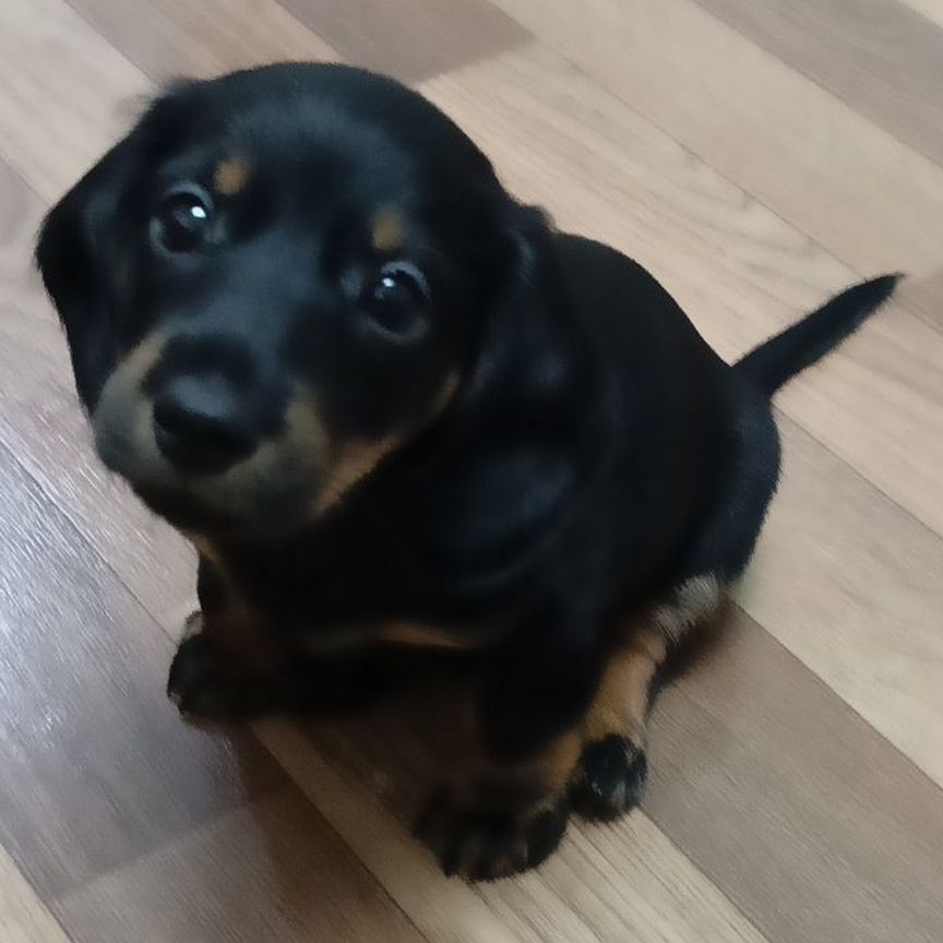 Продам щенка породы такса, рождённый 30.09.2024