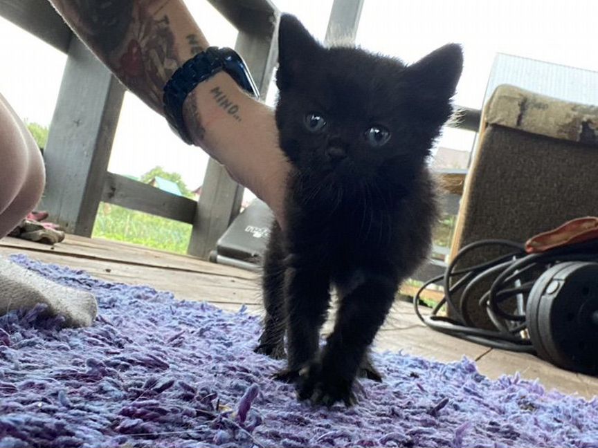 Маленькие котята девочки