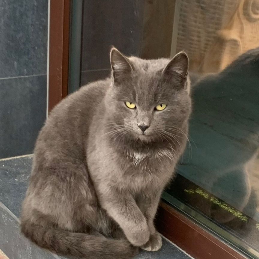Русская голубая кот