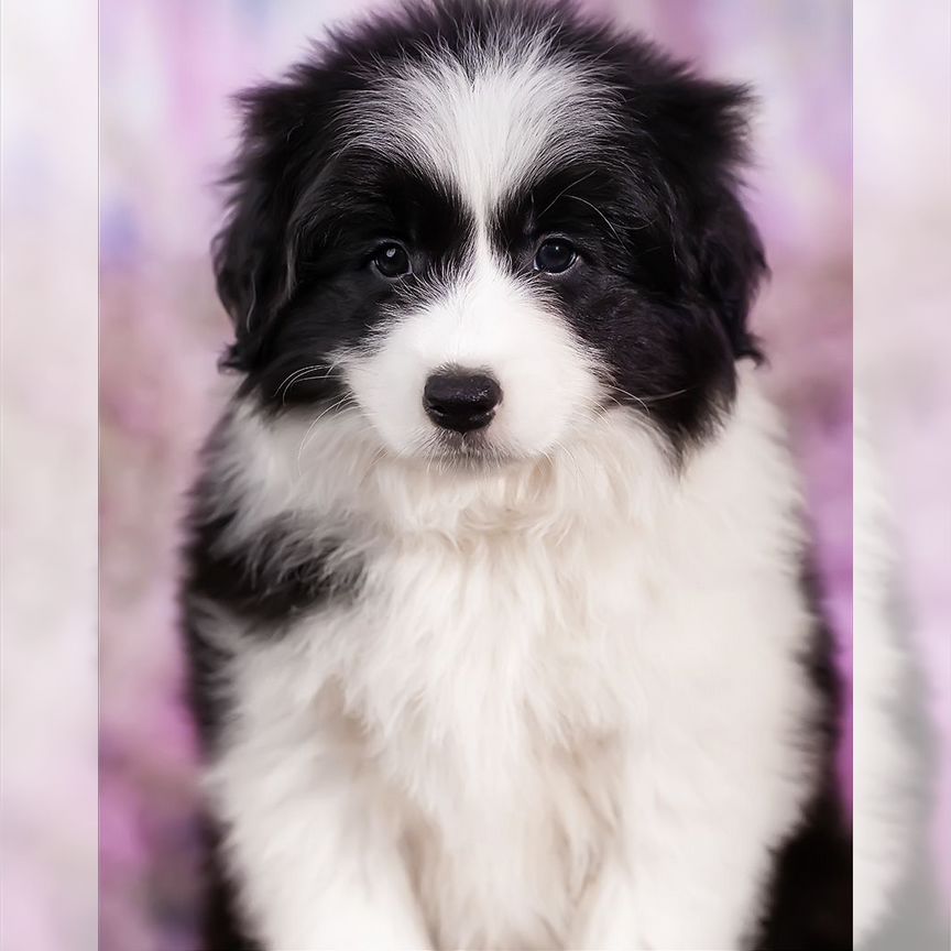 Бордер-колли, щенок