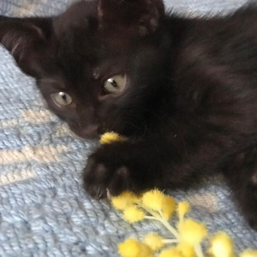 Котик ищет свой новый дом