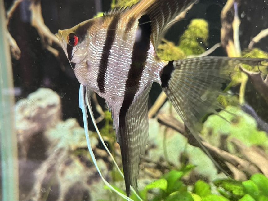 Скалярия, платиновые попугайчики