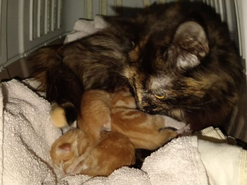 Котята рыжие пушистые