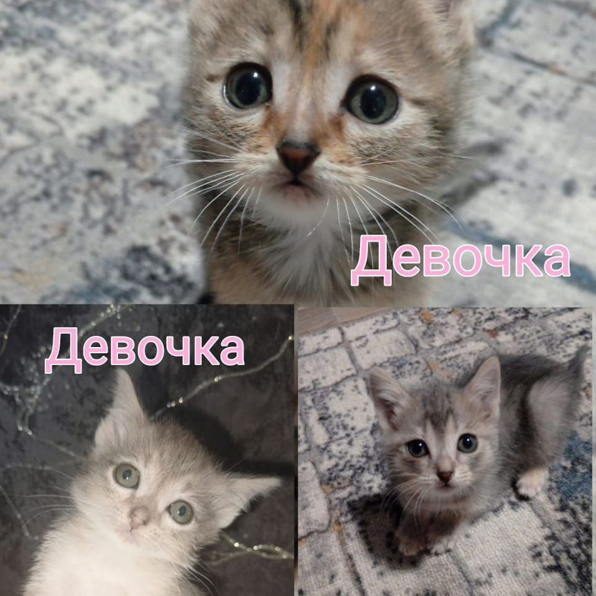 Отдам в добрые и заботливые ручки