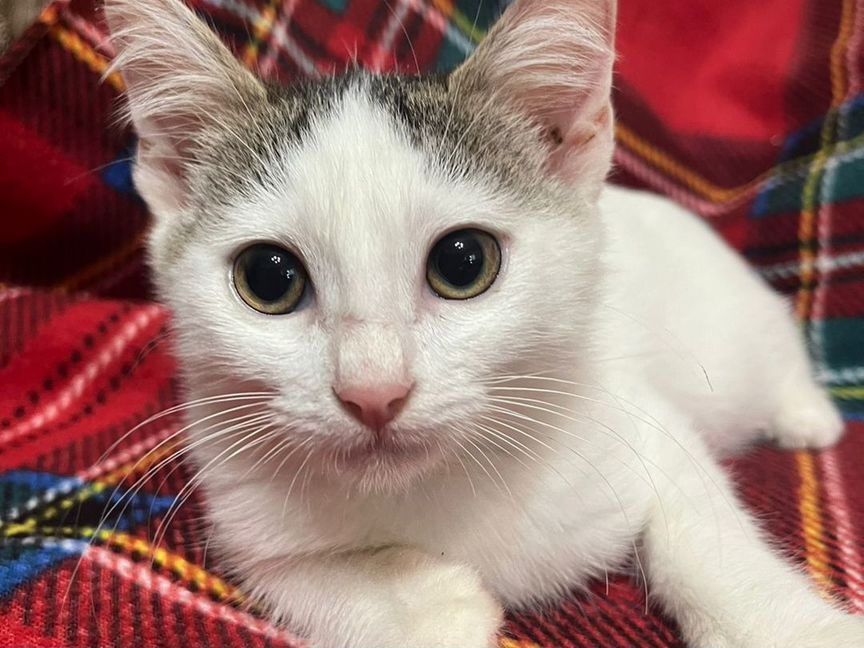 Котёнок в добрые руки