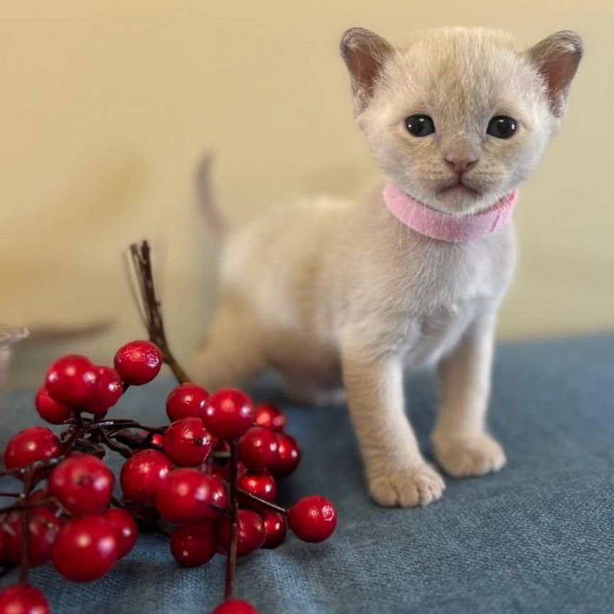 Европейский бурманский котёнок