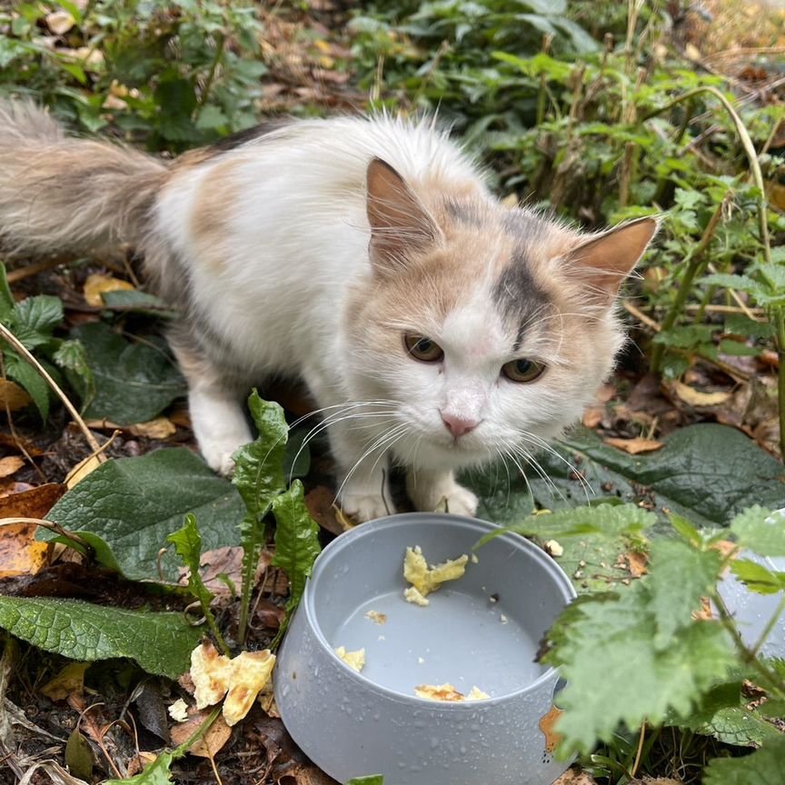 Кошка меньше года