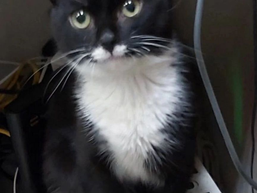 Котенок Тобик 7-8 мес