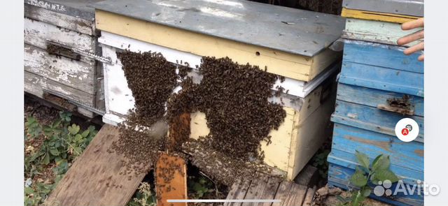 Пчела на высадку на 8 ми рамках