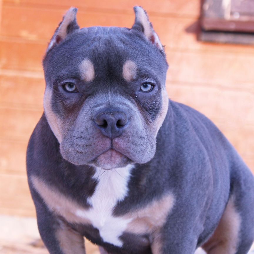 Американский булли, щенок