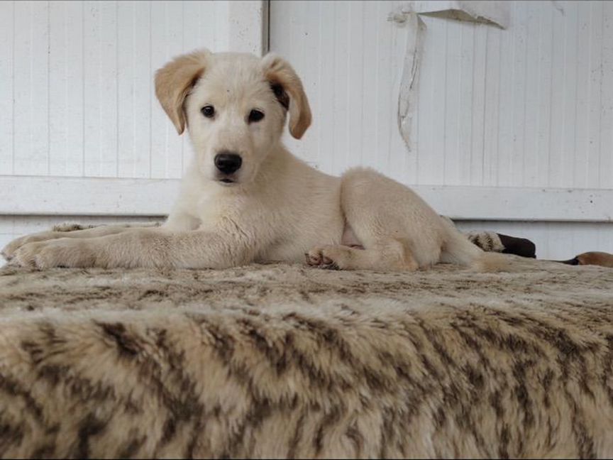 Щенок мальчик в добрые руки