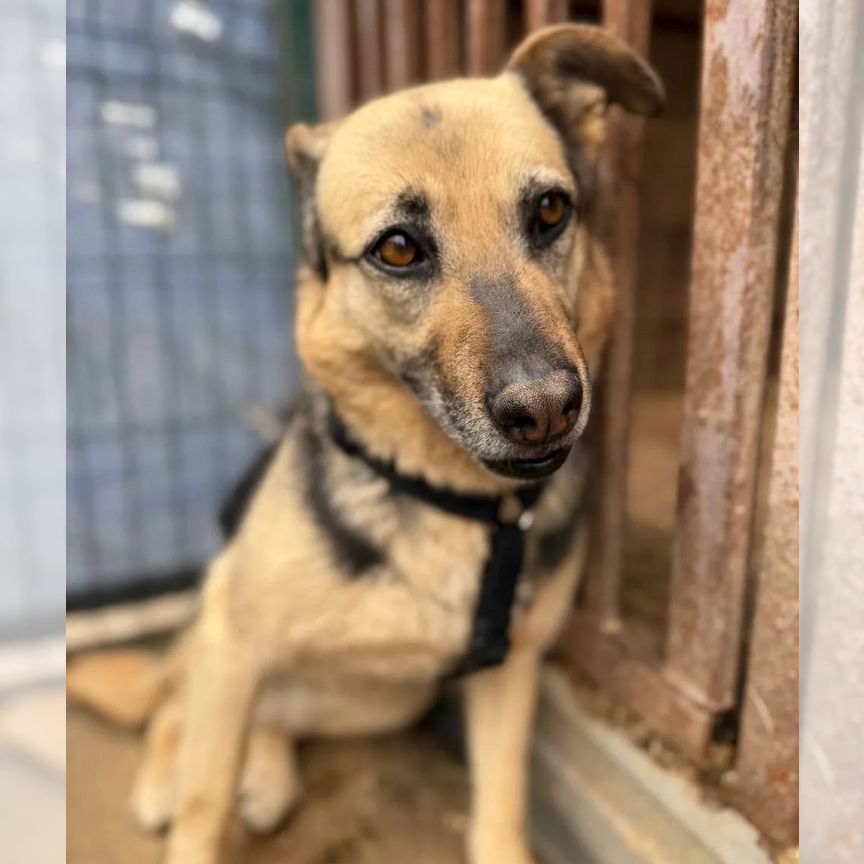 Взрослая собака в добрые руки