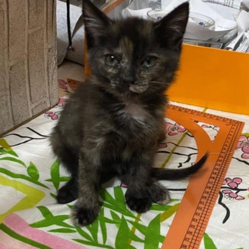 Кошечка ищет дом
