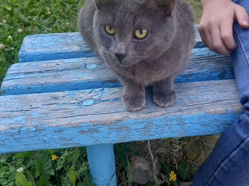 Котик ждёт помощи