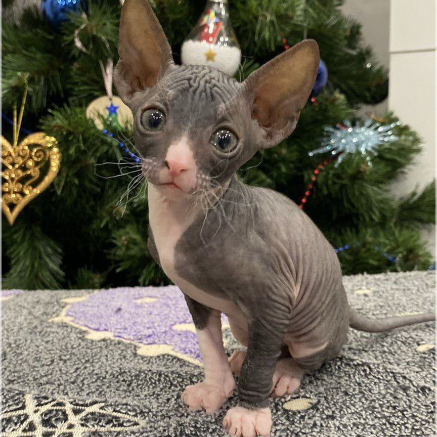 Донской сфинкс котёнок