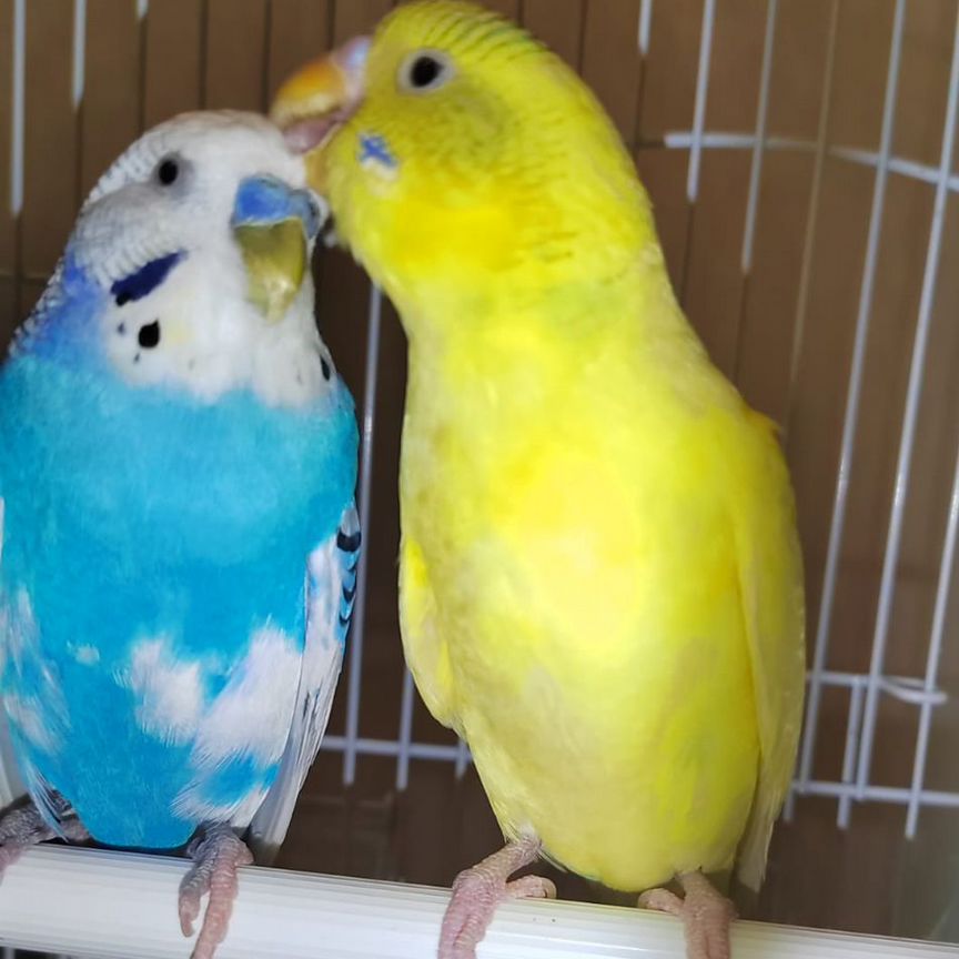 Волнистый попугай с клеткой