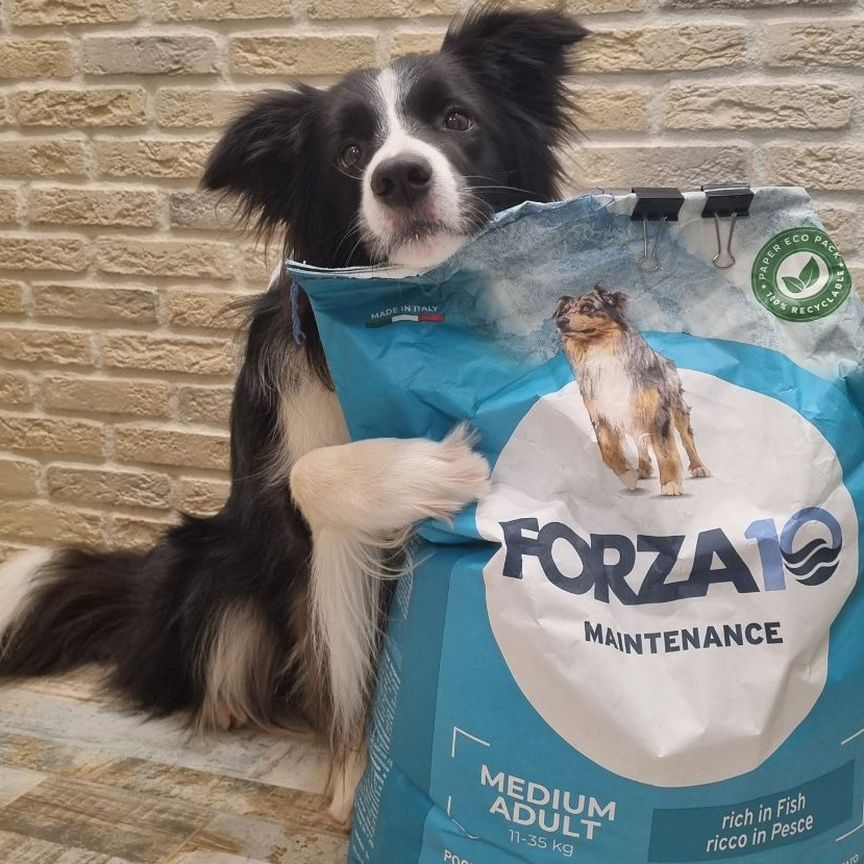 Forza 10 maintanance корм для собак 10,5кг