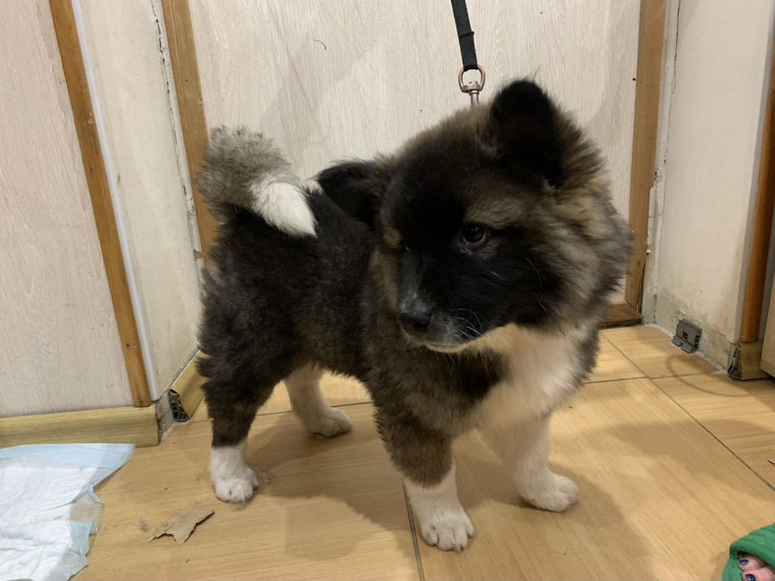 Американская акита щенок