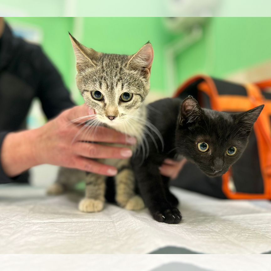 Котята девочки 3,5 мес