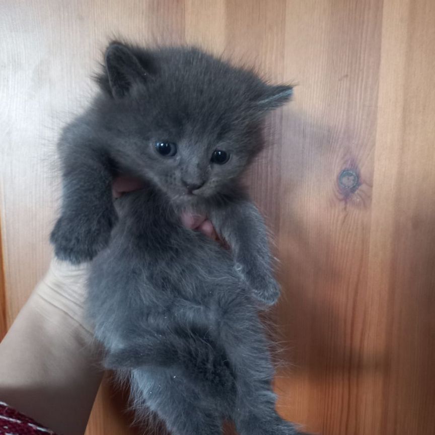 Голубая принцесса