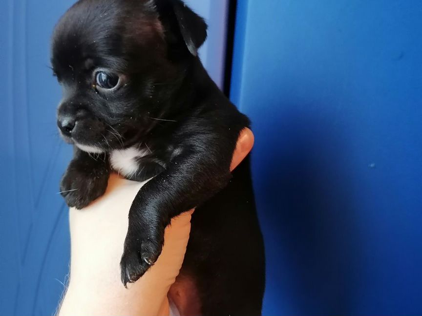 Щенки чихуахуа