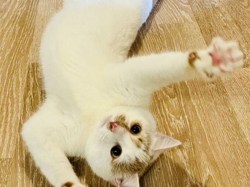 Турецкий Ван фенотип