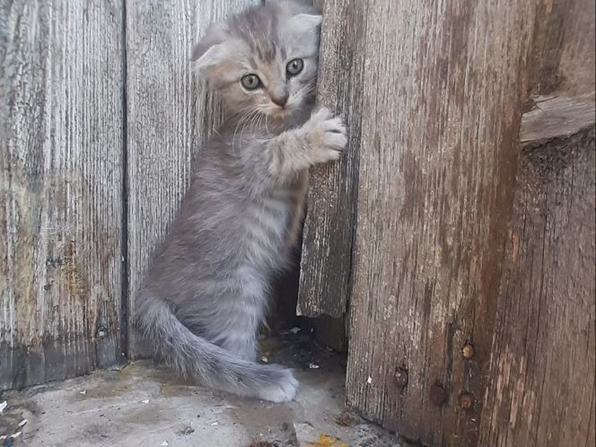 Котята в добрые руки бесплатно