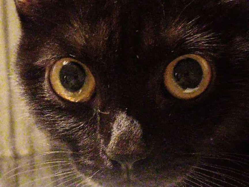 Кошка