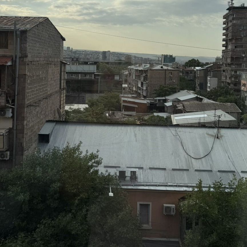 Курицы несушки домашние