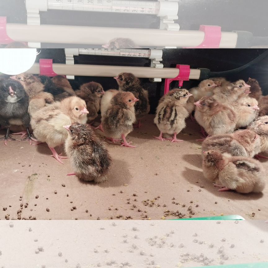 Цыплята несушки
