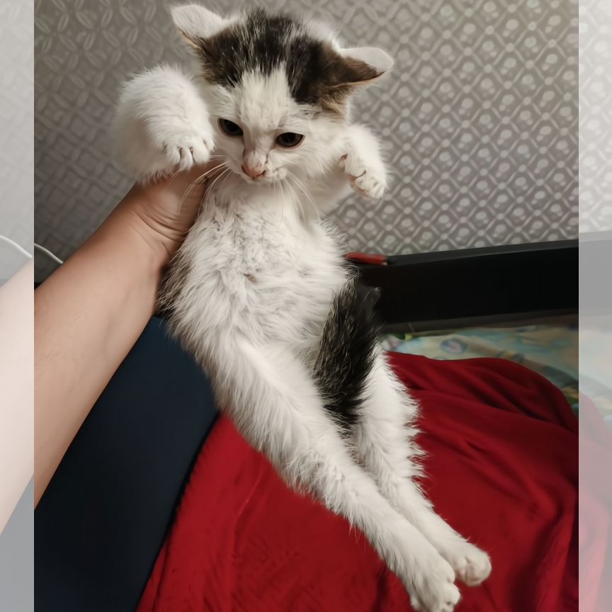 Котёнок в добрые руки