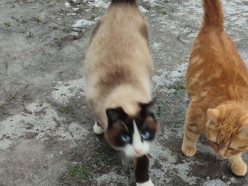 Отдам в добрые руки