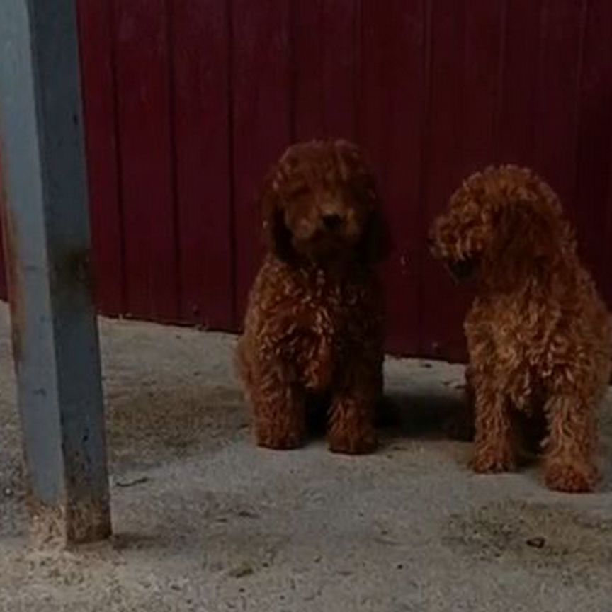 Той-пудель, щенок