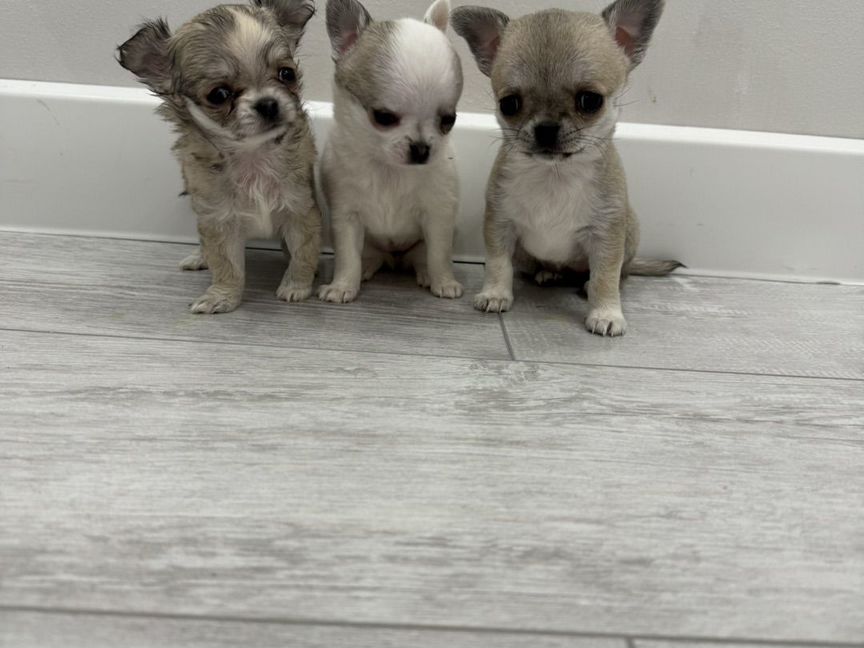 Чихуахуа мини