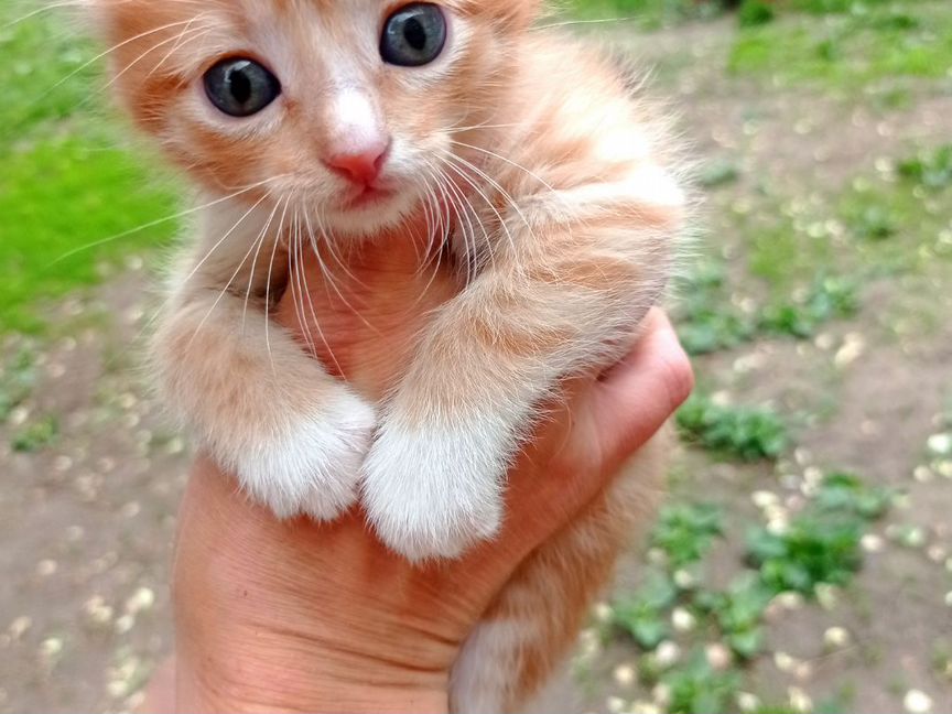 Рыжий котенок мальчик
