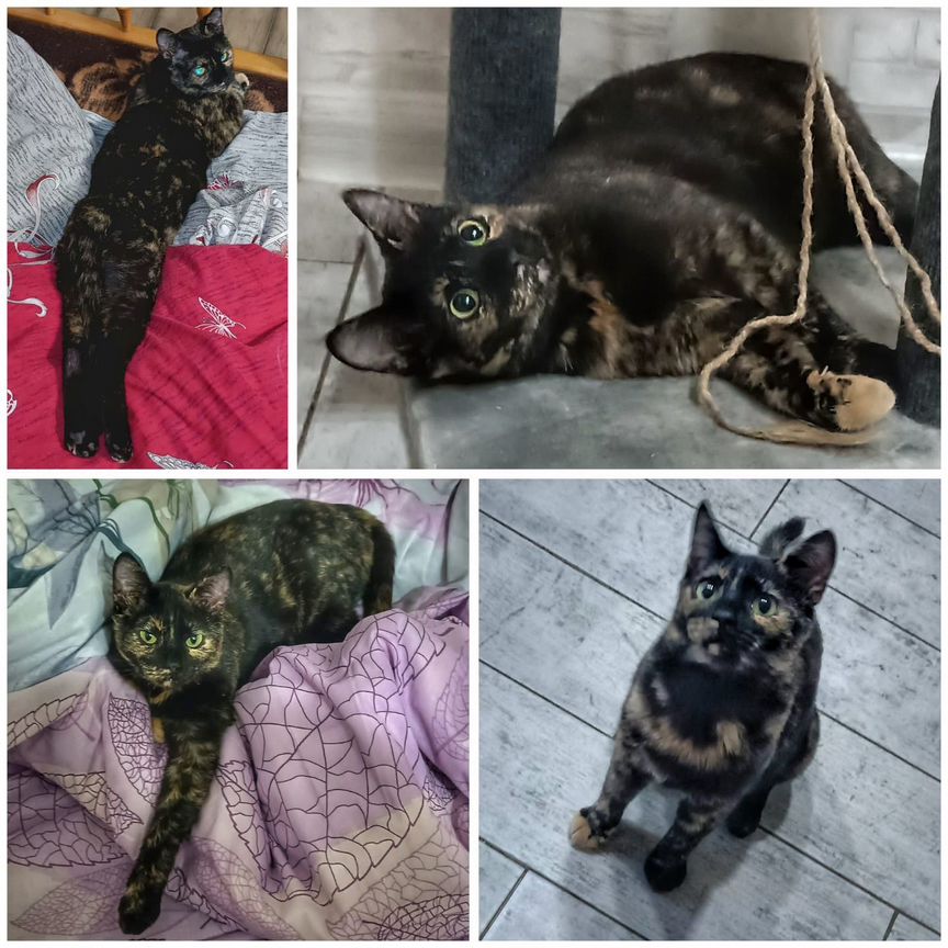 Кошка Ляля осталась одна