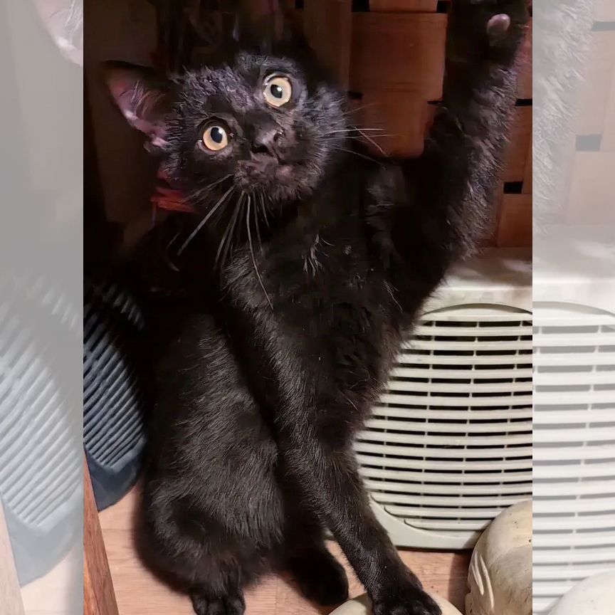 Котёнок в добрые руки